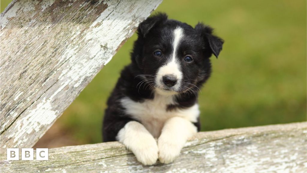 Quiz: Do you know how clever animals can be? - BBC Newsround