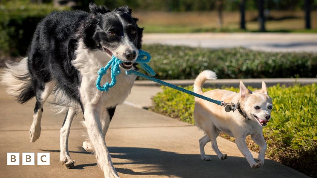 Check out these animals helping other animals - BBC Newsround