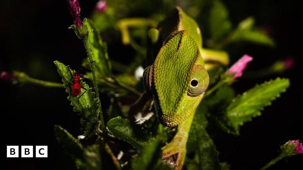 Award-winning photos of animals - BBC Newsround