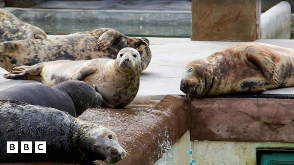Bad summer weather 'confuses' seals into thinking it's winter - BBC ...