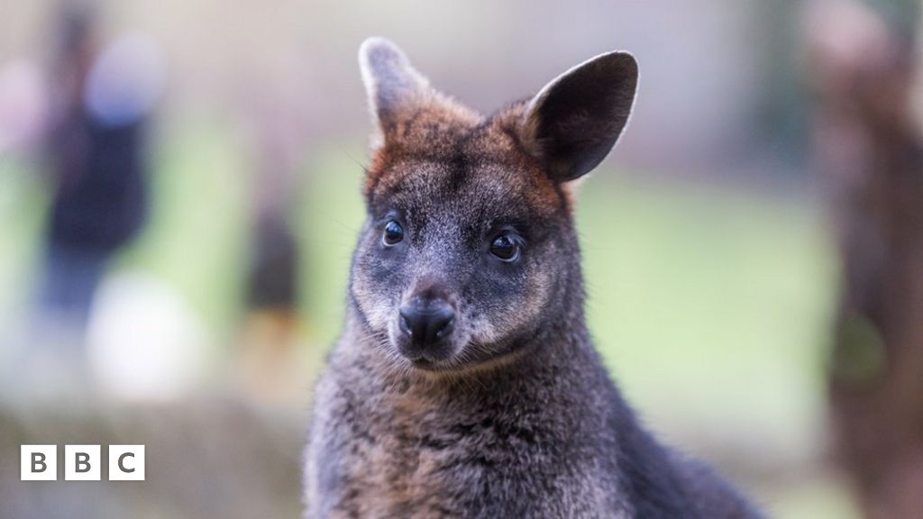Northern Ireland wallaby returns home after going on the run - BBC ...