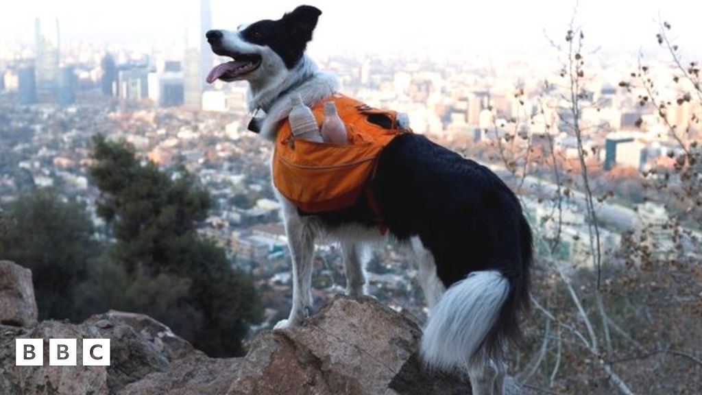Meet Sam the environmental activist dog! - BBC Newsround