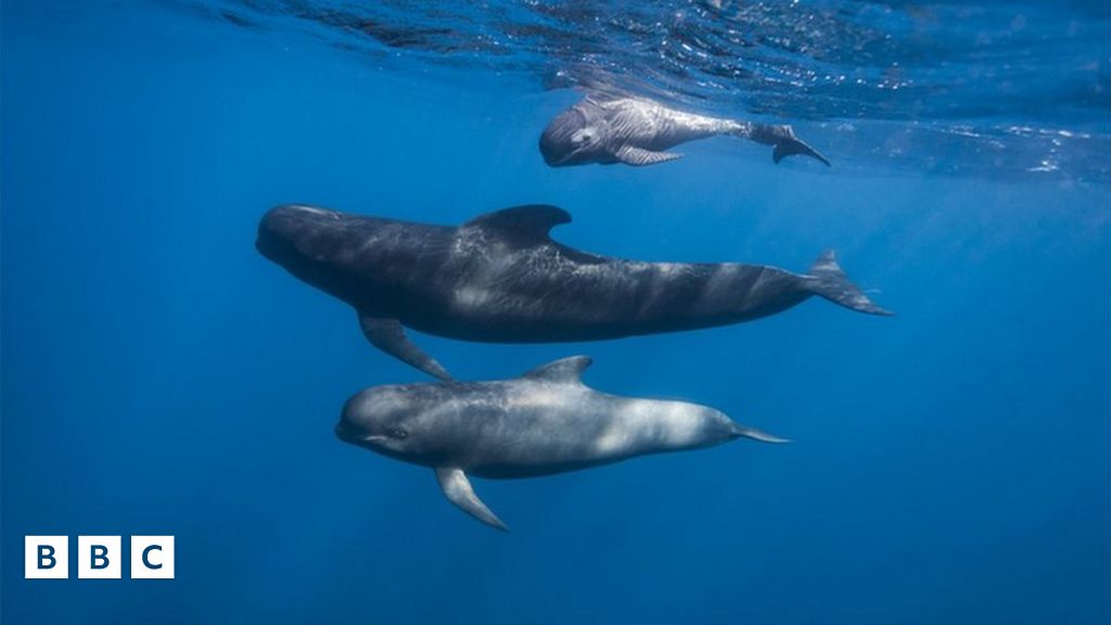 Volunteers take part in training exercise to help beached whales - BBC ...