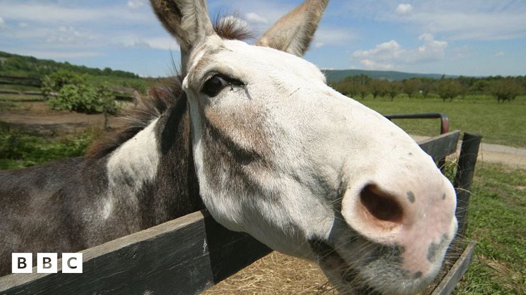 Conservation: World's first donkey embryo created - BBC Newsround
