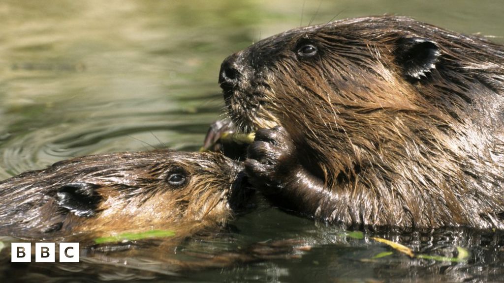 Wildlife: First baby beaver born in 400 years in Staffordshire - BBC ...
