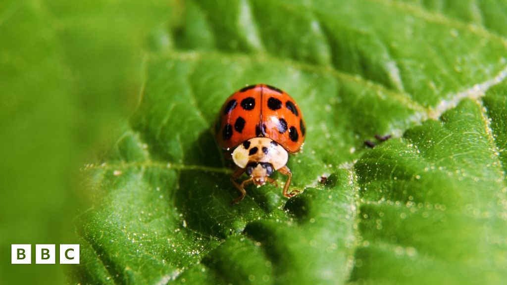 Have you had a Ladybird invasion? - BBC Newsround