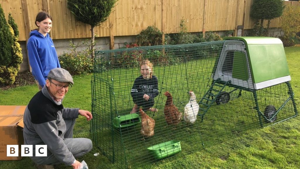 Cyfnod clo i ieir: Sut mae'r ffliw adar yn cael effaith - BBC Cymru Fyw