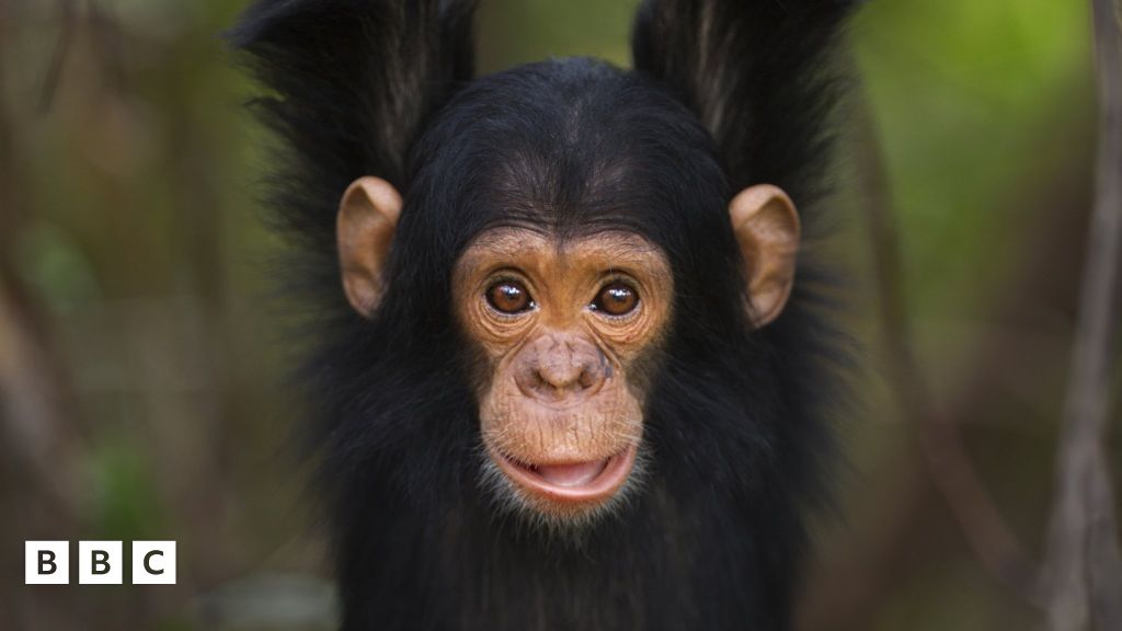 Chimpanzees: Apes drum out messages to each other with unique beats ...