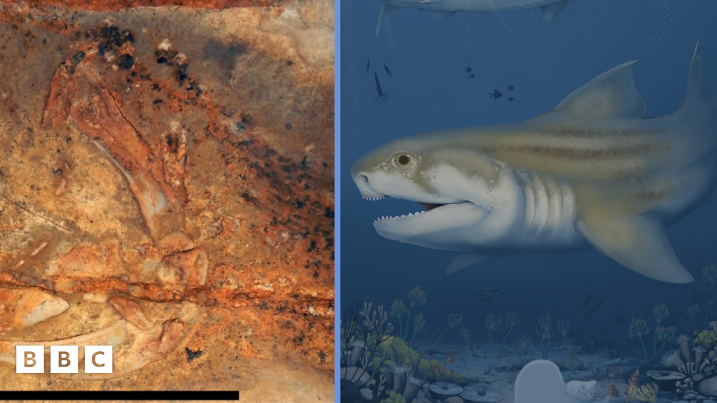 Experts discover two species of prehistoric shark - BBC Newsround