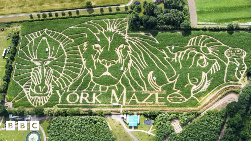 11 amazing mazes: Lion King, Doctor Who and more - BBC Newsround