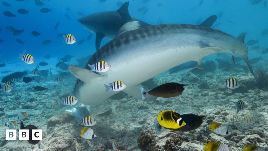 Ocean wilderness needed to protect underwater world - BBC Newsround