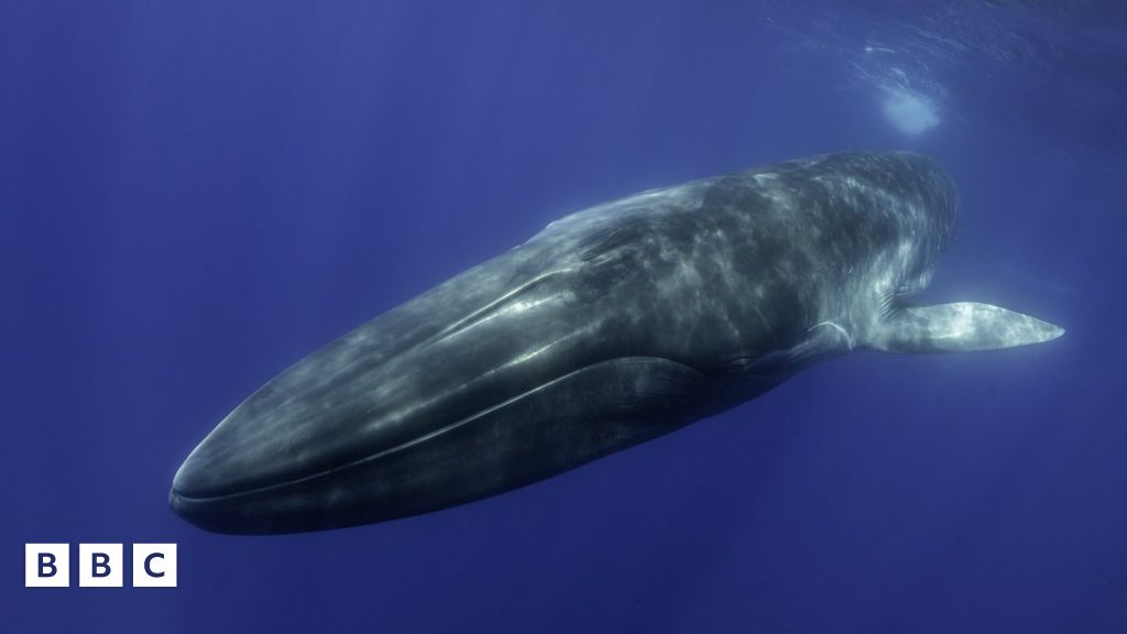 How do whales communicate? - BBC Newsround