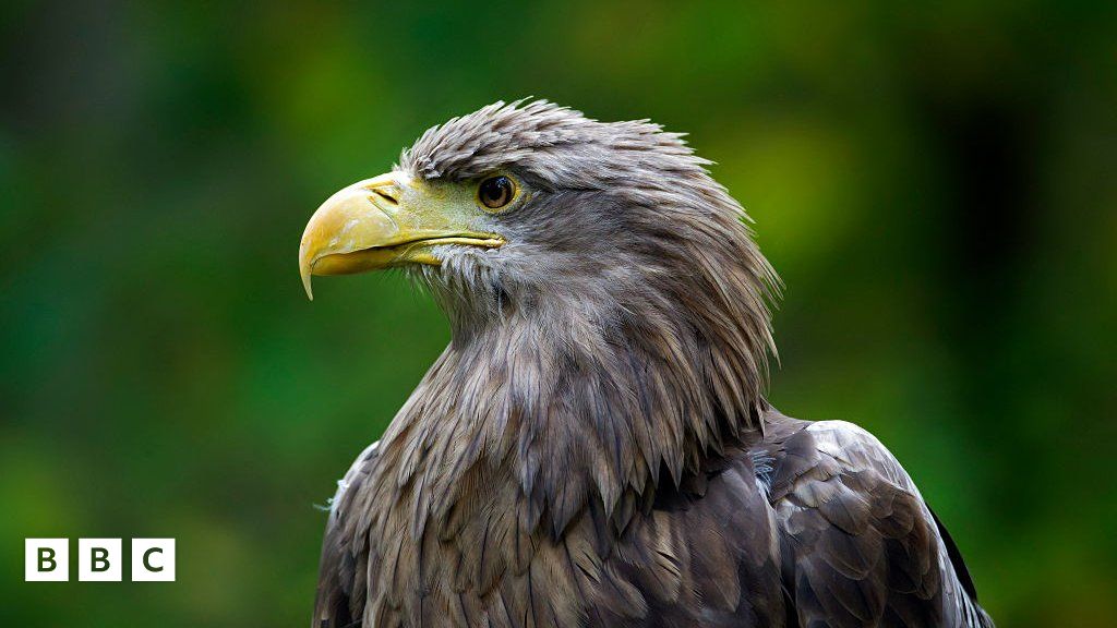 Rare white-tailed eagles return to England's skies - BBC Newsround