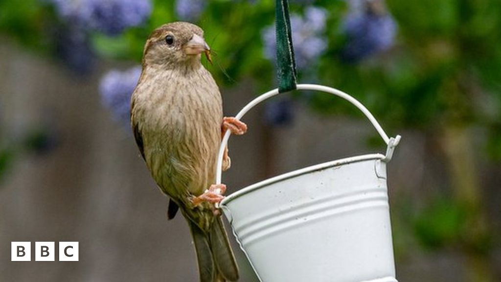 Big Garden Birdwatch 2024: Huge survey shows some birds species need ...