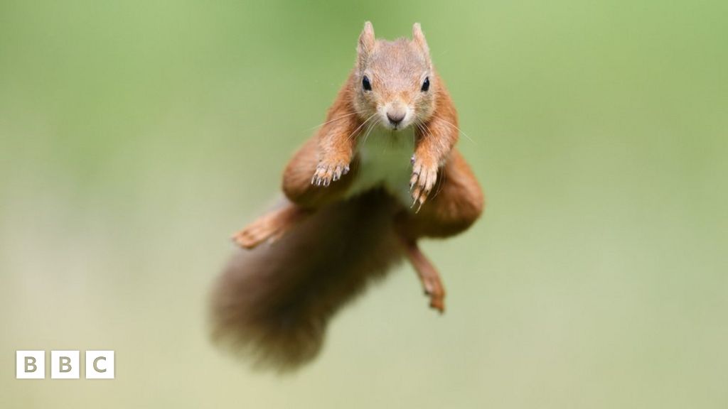 Squirrels: New research shows they can do some impressive acrobatic ...