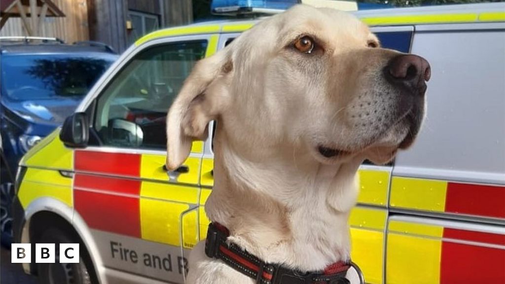 Meet Bailey the Labrador - Essex Fire and Rescue Service's newest ...