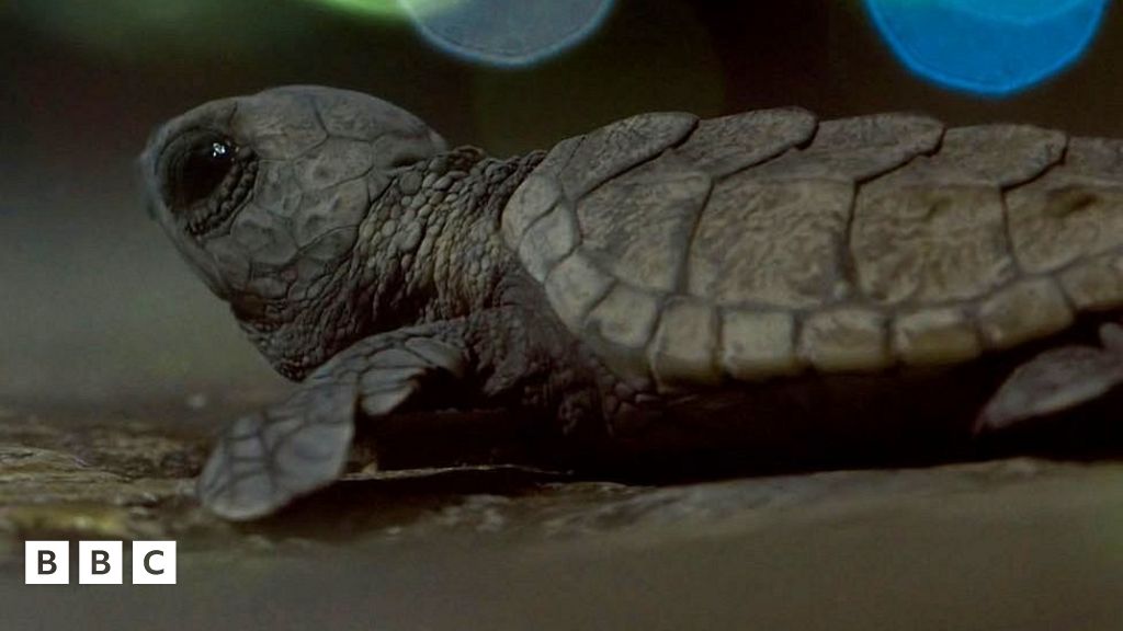 The Planet Earth II turtles were saved - BBC Newsround