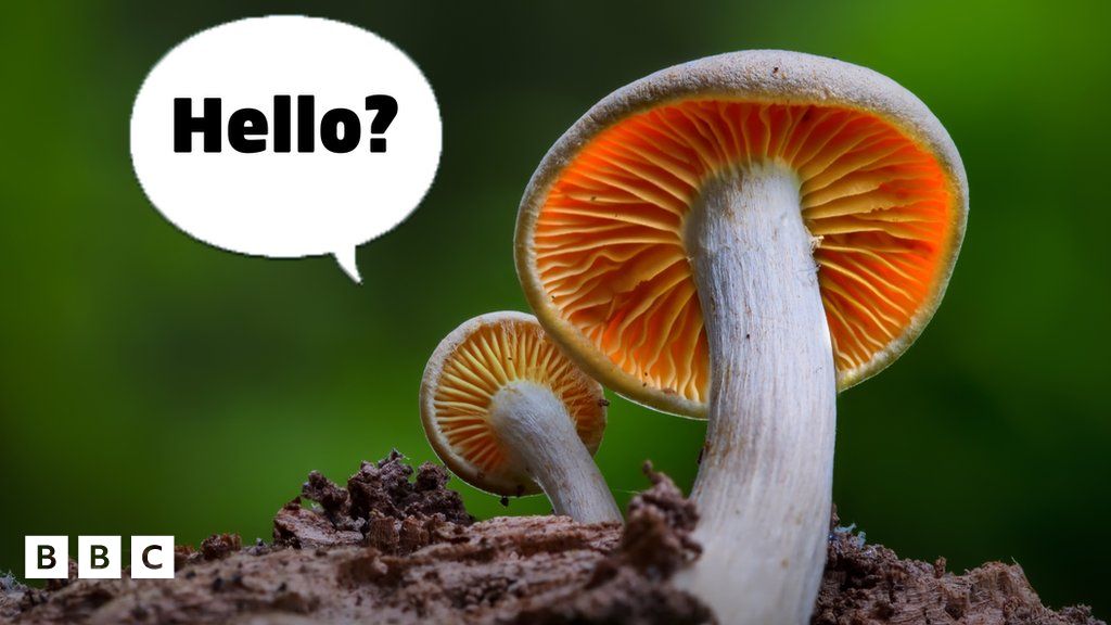 Can mushrooms communicate with each other? - BBC Newsround