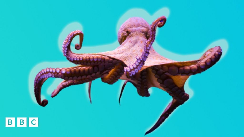 Can octopuses throw things at each other? - BBC Newsround