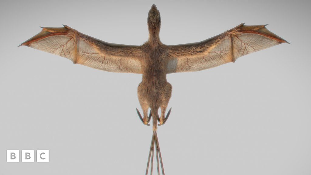 New species of dinosaur discovered with bat wings - BBC Newsround