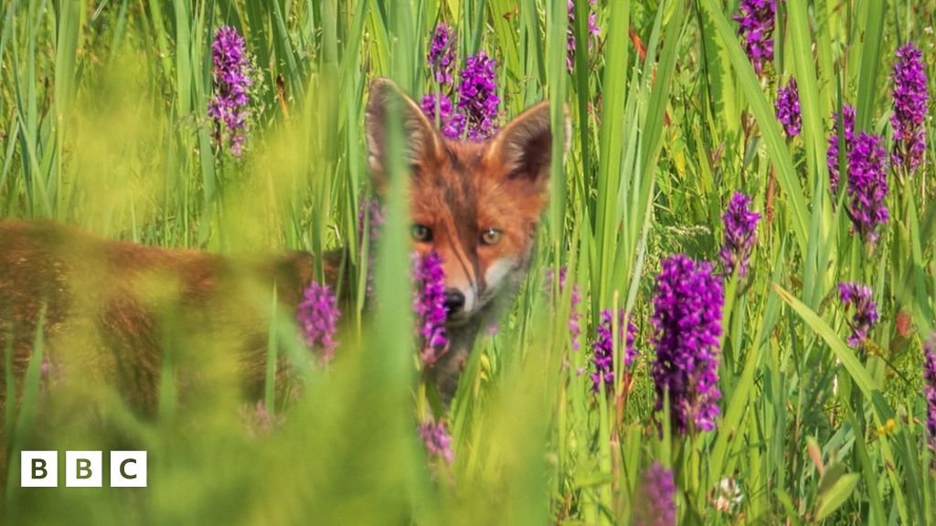 Lluniau: Bywyd gwyllt Caerdydd a'r Fro - BBC Cymru Fyw