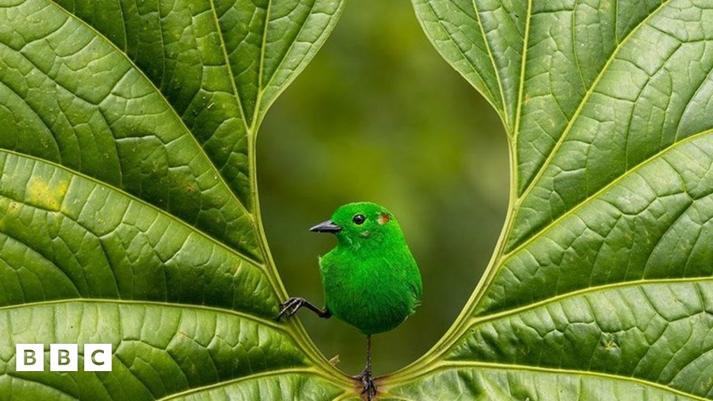 Bird Photography Awards: Check out 2023's winners - BBC Newsround