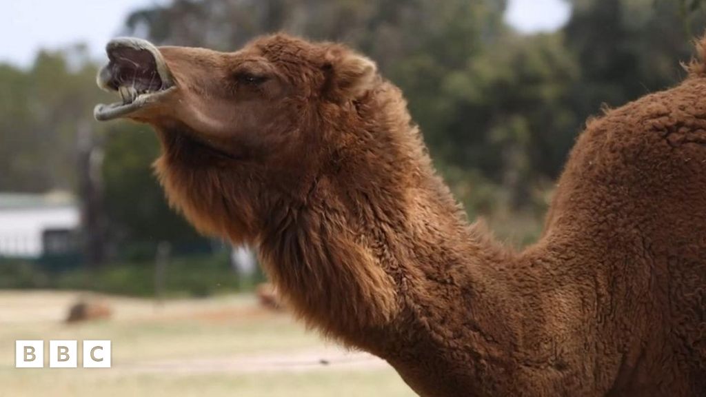 Australian Zoo gives animals herb taste test - and camels don't like ...