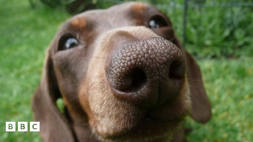 Dog photos: YOU sent us your precious pooch pics - BBC Newsround