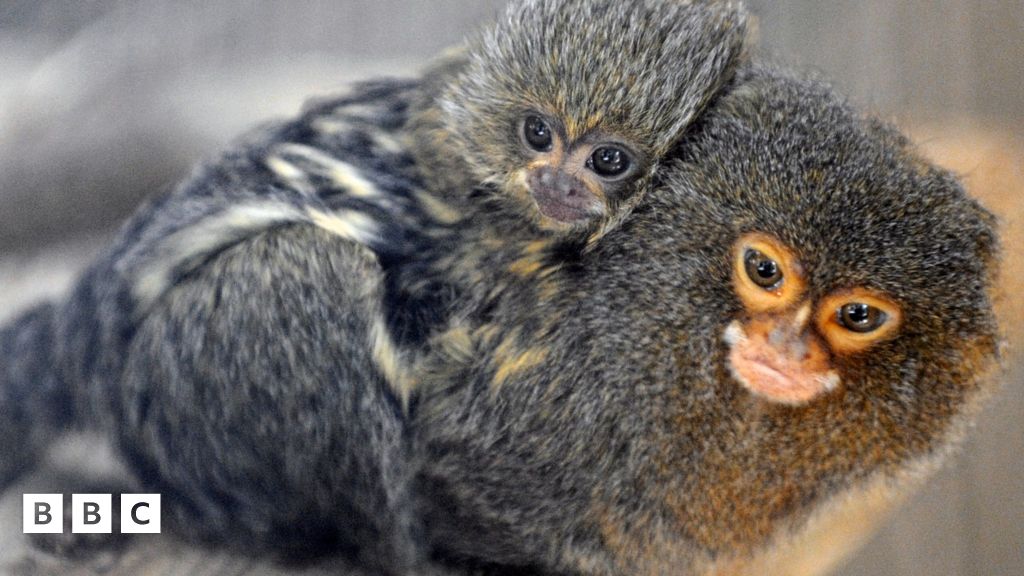 Prehistoric monkeys travelled 900 miles between continents on 'rafts ...