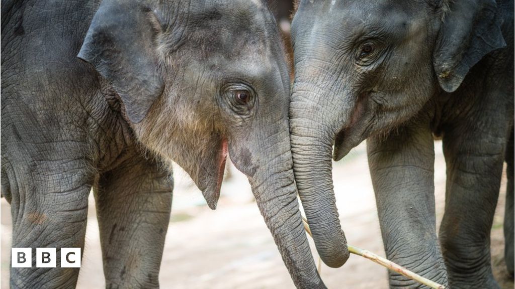 Wildlife: Does making friends help animals live longer? - BBC Newsround