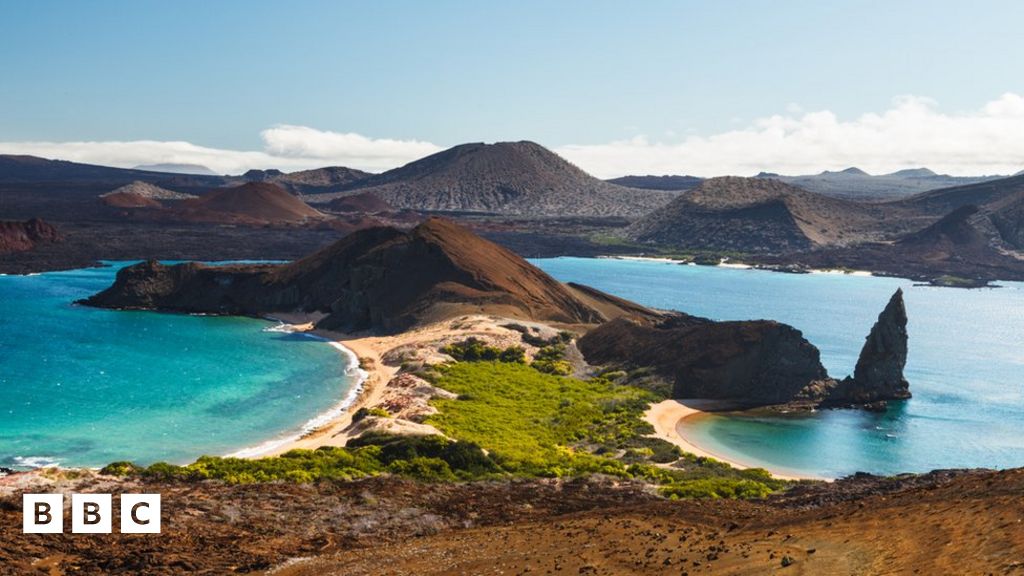 Coral reef off Galapagos Islands discovered by scientists - BBC Newsround