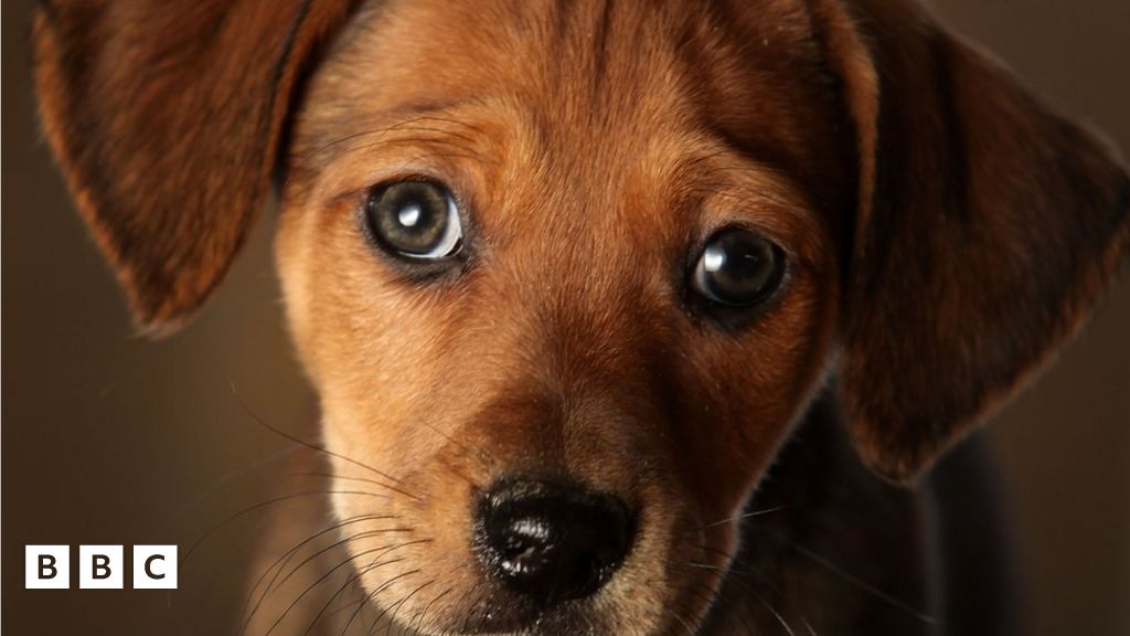 Can all dogs be traced back to just FIVE breeds? - BBC Newsround