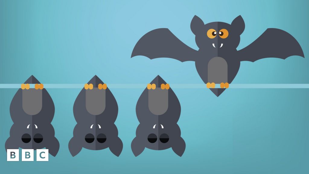 Vampire bats know how to share with their friends - BBC Newsround