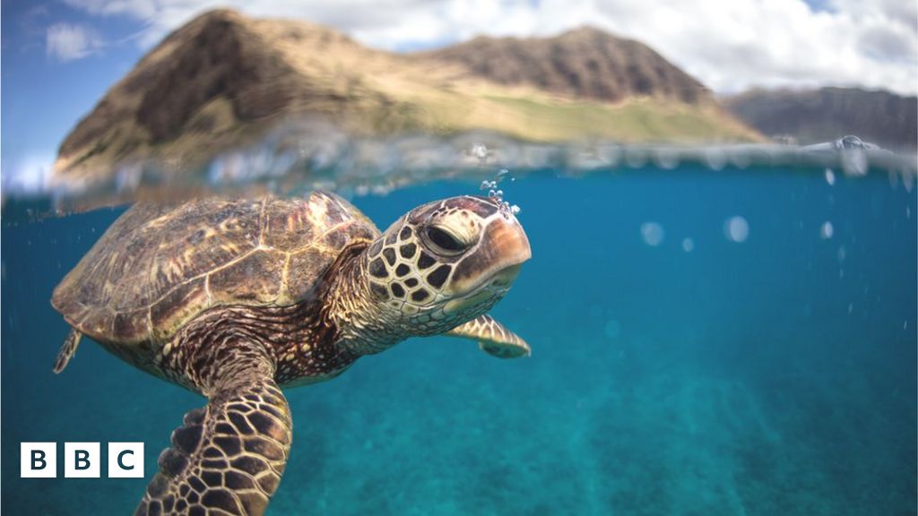 COP15: Meeting to tackle threat of extinction for one million species ...