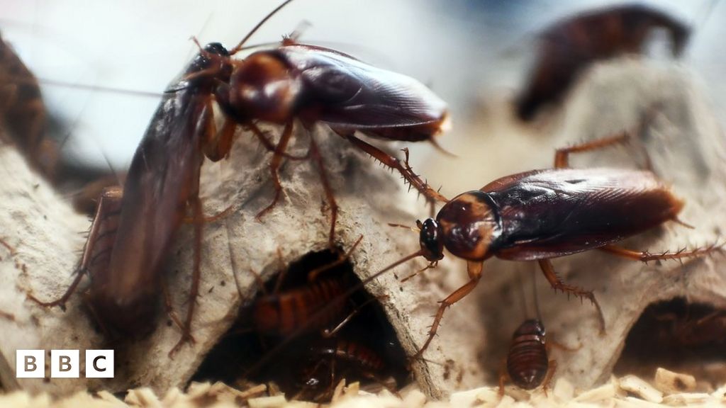 Would you drink 'milk' that came from the gut of a cockroach? - BBC ...