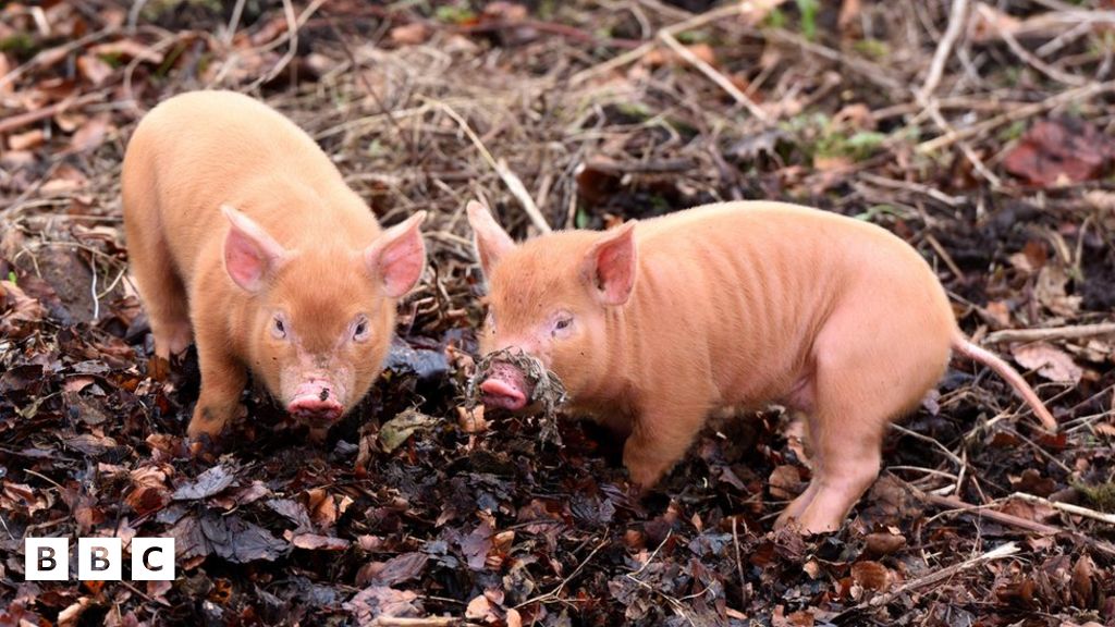 Rewilding: How changes to farming can help wildlife and the environment ...