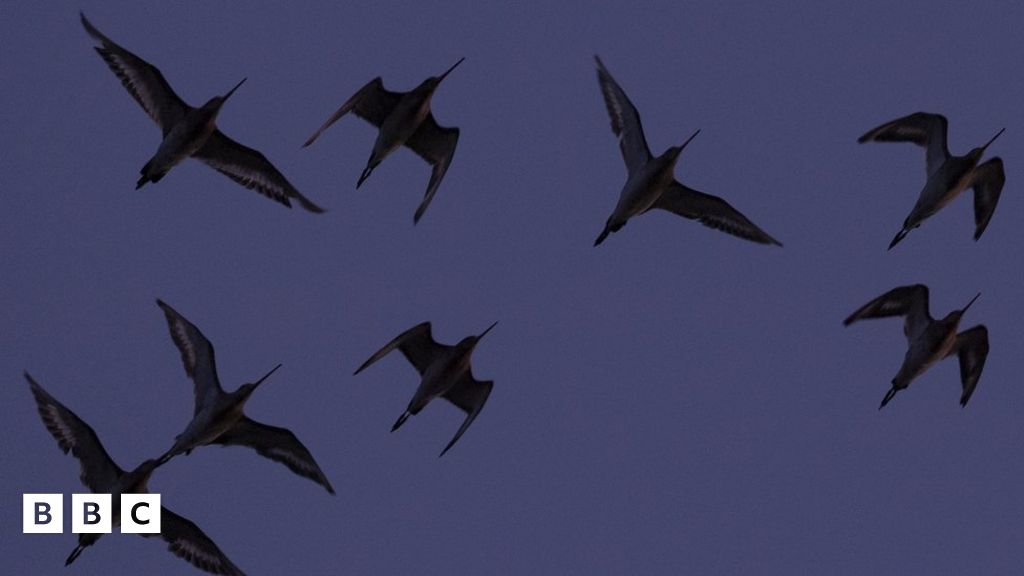 Record-setting bird flies for 12 days without stopping - BBC Newsround