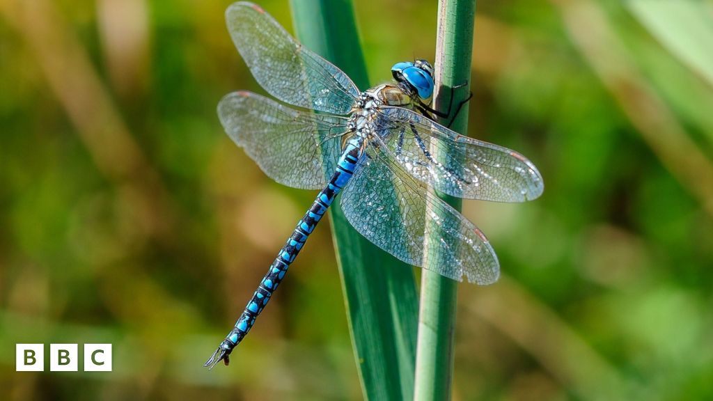 Insect Week 2024: The wonderful world of insects - BBC Newsround