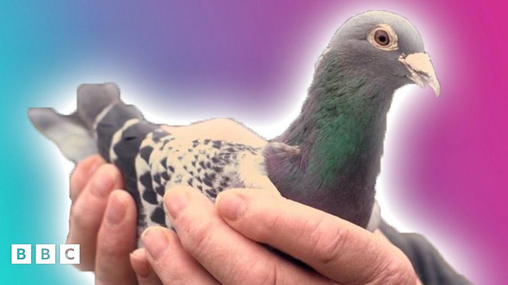 The pricey pigeon and other super expensive animals - BBC Newsround