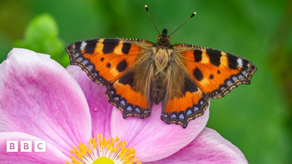 Big Butterfly Count: Butterfly Conservation are asking people to count ...