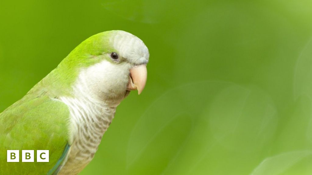 Animal behaviour: Monk parakeets can recognise voices of friends - BBC ...