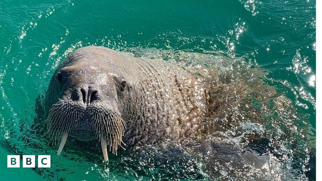 Wally the walrus: Spotted in Ireland - BBC Newsround