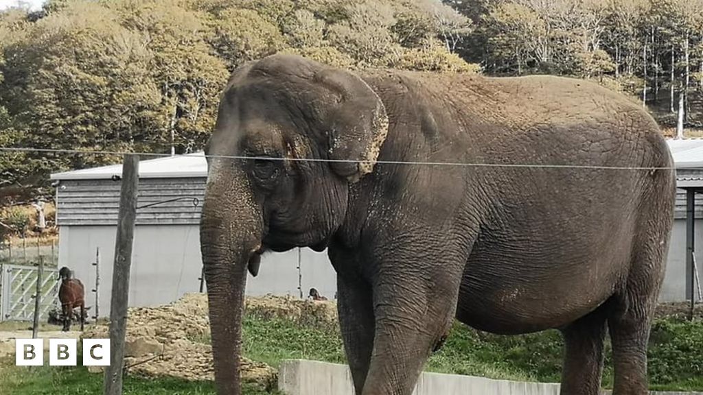 Will Britain's loneliest elephant be getting a new home? - BBC Newsround