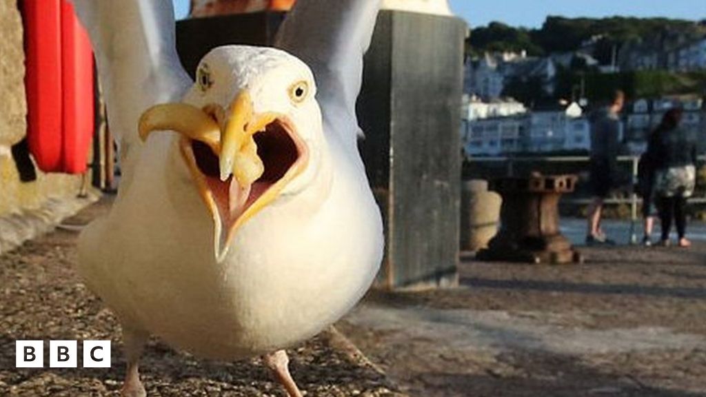 Seagulls have 'favourite' fish and chip shops to visit - BBC Newsround