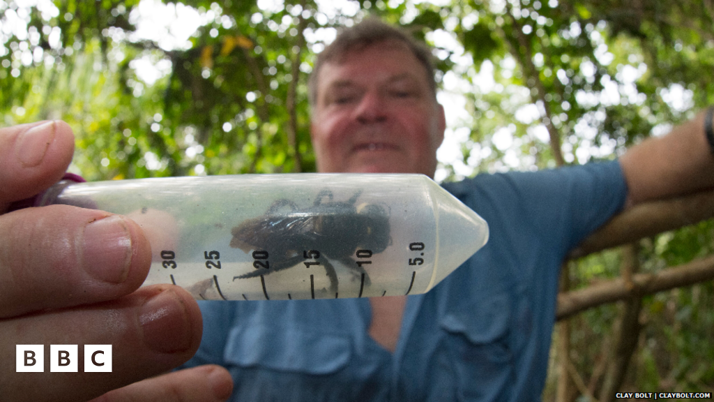 Giant bee as big as a thumb rediscovered in Indonesia - BBC Newsround