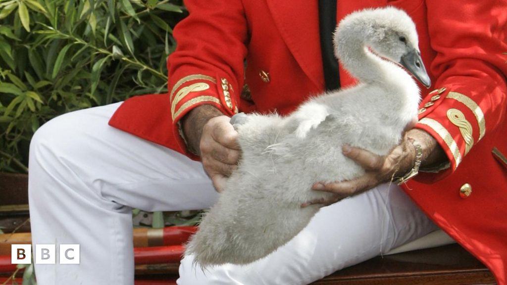 Royal traditions: Swan Upping and counting swans for King Charles - BBC ...