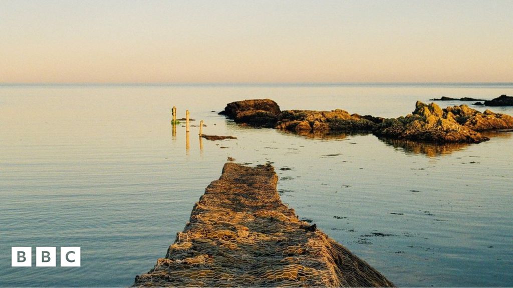 Lluniau: Dau wanwyn a dau haf ar Ynys Enlli - BBC Cymru Fyw