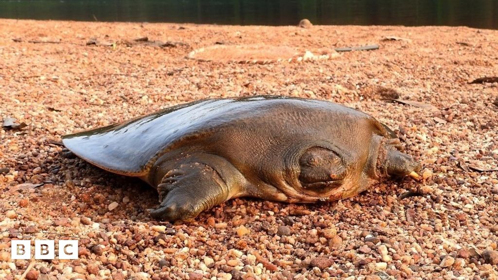 Rare Cantor's giant softshell turtle found in India - BBC Newsround