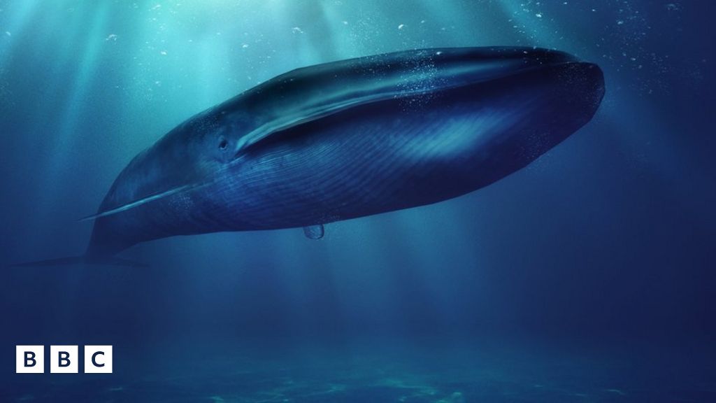 Blue whales: Heartbeat reduces to 2 beats per minute when feeding - BBC ...