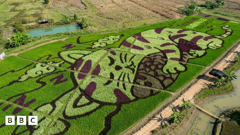 Rice fields turned into giant cat art by Thai farmer - BBC Newsround